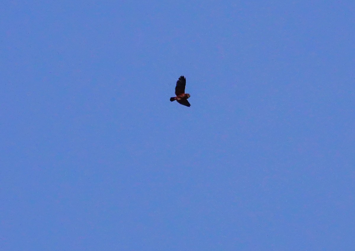 eBird Checklist - 25 Dec 2019 - Dunkirk Airport (DKK) - 17 species