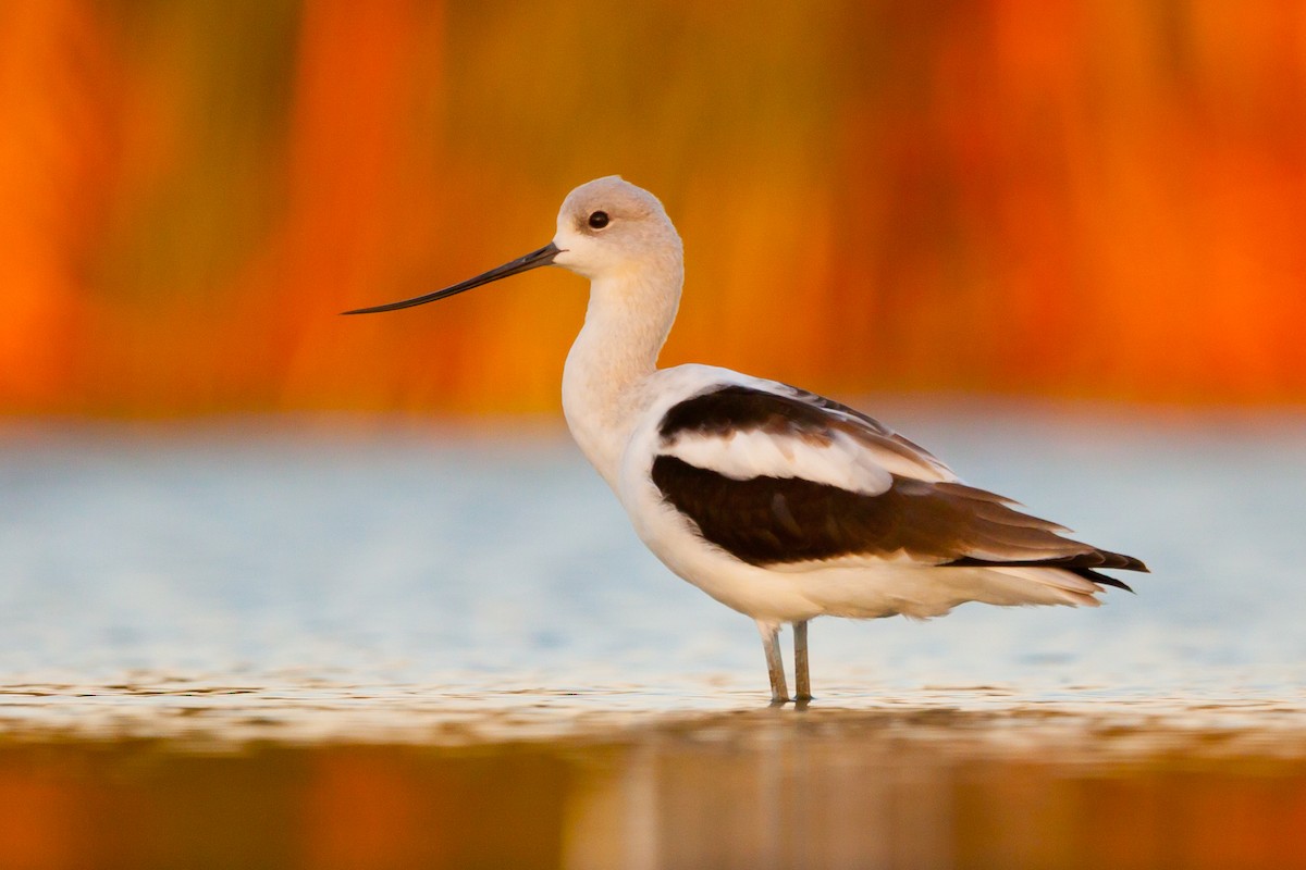 ML195305921 - American Avocet - Macaulay Library