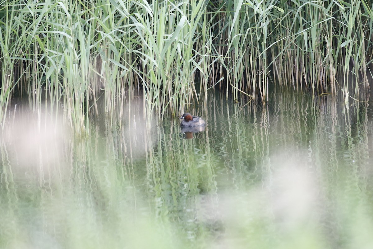 ML195317911 - Little Grebe - Macaulay Library