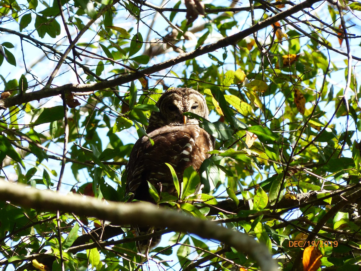 eBird Checklist - 19 Dec 2019 - Lake Jem Park & Boat Ramp - 17 species