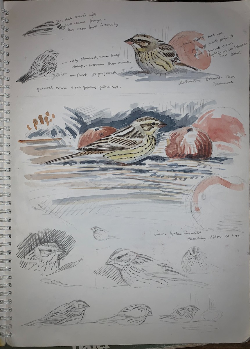 eBird Checklist - 20 Sep 1992 - Holme Dunes NWT NR and NNR - 1 species