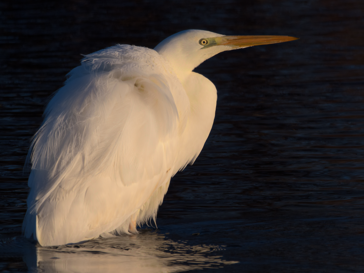 Great Egret (alba) - Ardea alba alba - Media Search - Macaulay Library and eBird