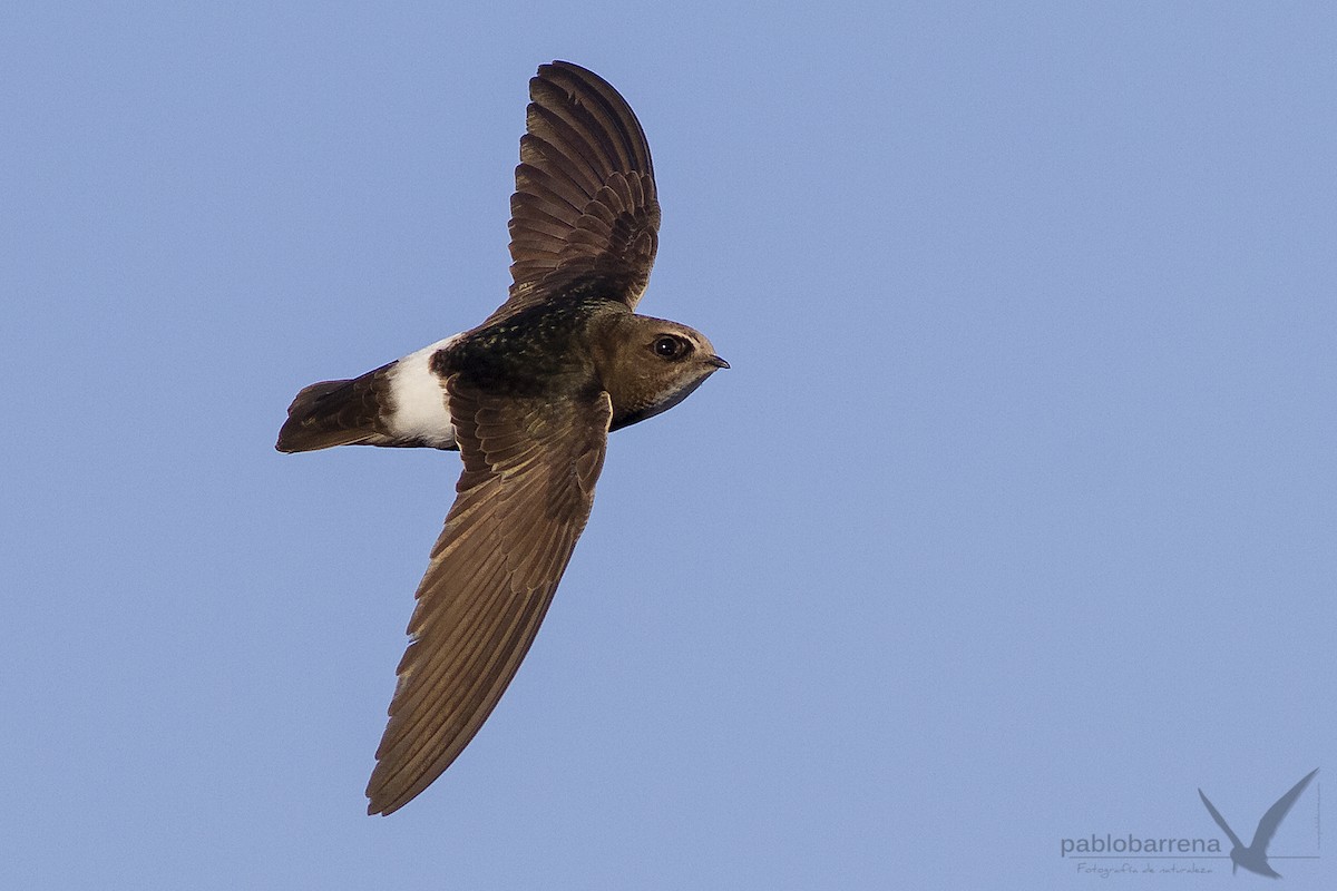 ML195840751 - Little Swift - Macaulay Library