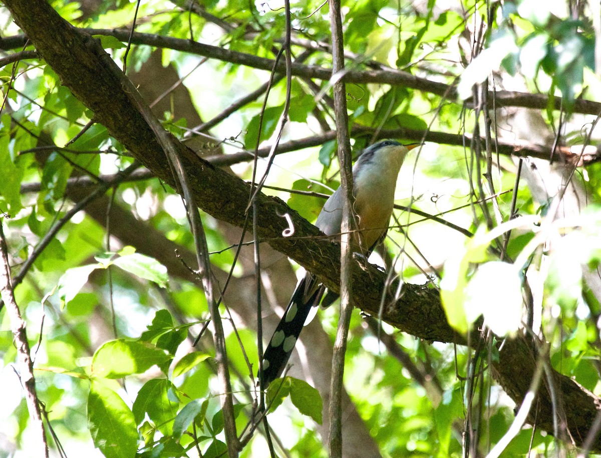 eBird Checklist - 21 Dec 2016 - Piton Creve-Coeur - 15 species