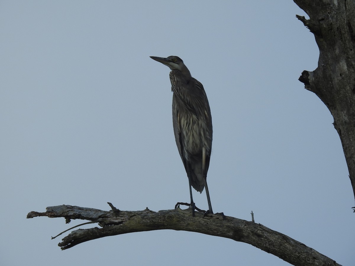 Virginia Breeding Bird Atlas Checklist - 31 Dec 2019 - Belvins Creek ...