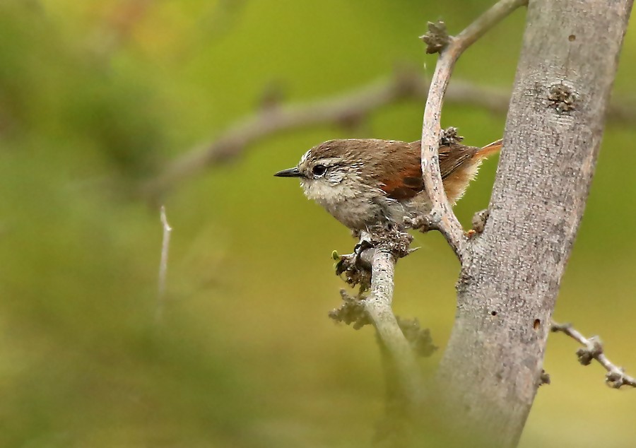 Necklaced Spinetail (La Libertad) - eBird