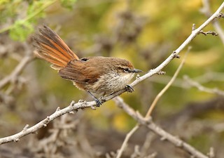 Necklaced Spinetail (La Libertad) - eBird