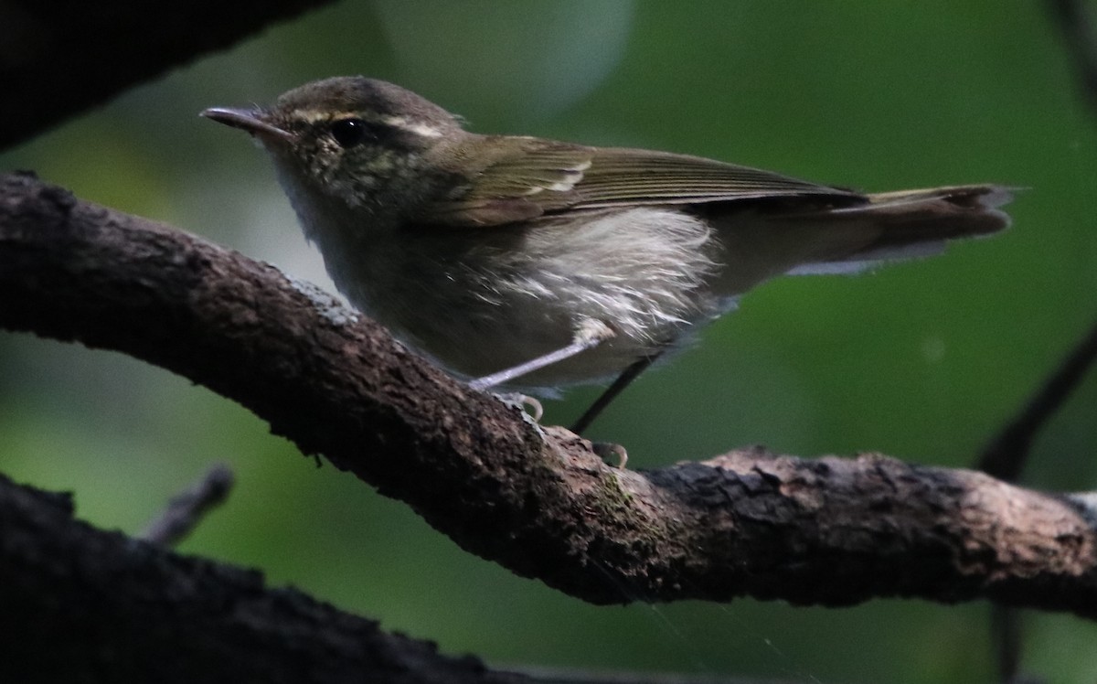 Large-billed Leaf Warbler - Phylloscopus magnirostris - Media Search ...