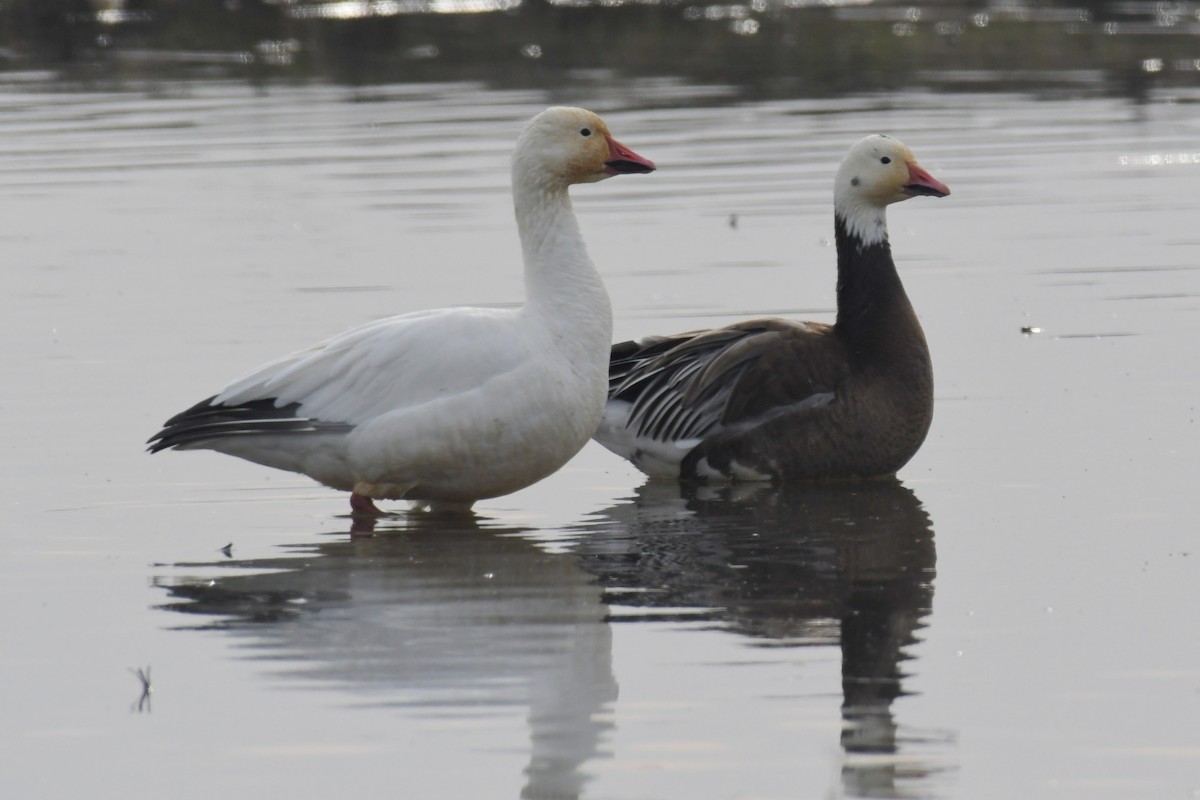 eBird Checklist - 1 Jan 2020 - Colusa NWR - 70 species (+2 other taxa)