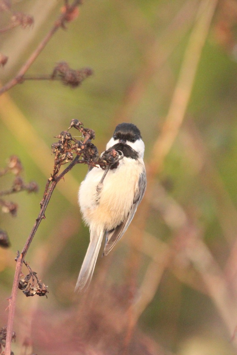 eBird Checklist - 4 Jan 2020 - Arcata Marsh--Butcher Slough log pond ...