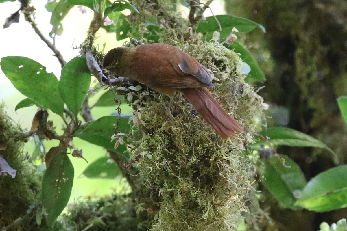 ML197680001 - Ruddy Treerunner - Macaulay Library