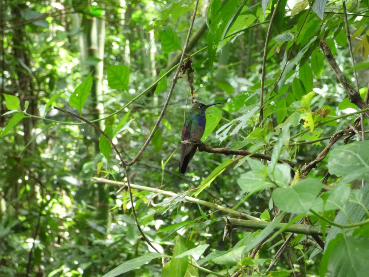 eBird Checklist - 23 May 2017 - cuenca del rio Margua - 6 species