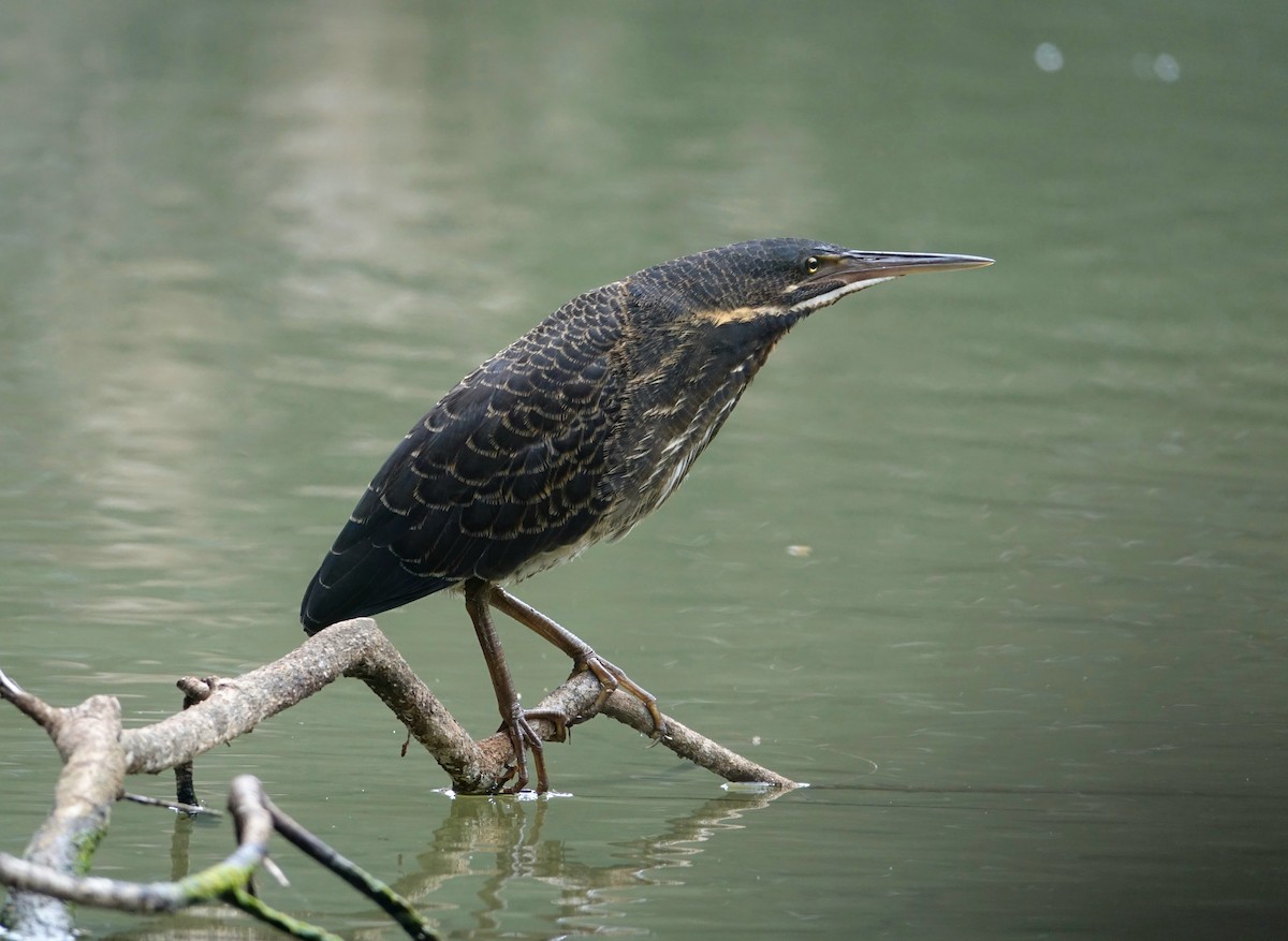 ML198069821 - Black Bittern - Macaulay Library