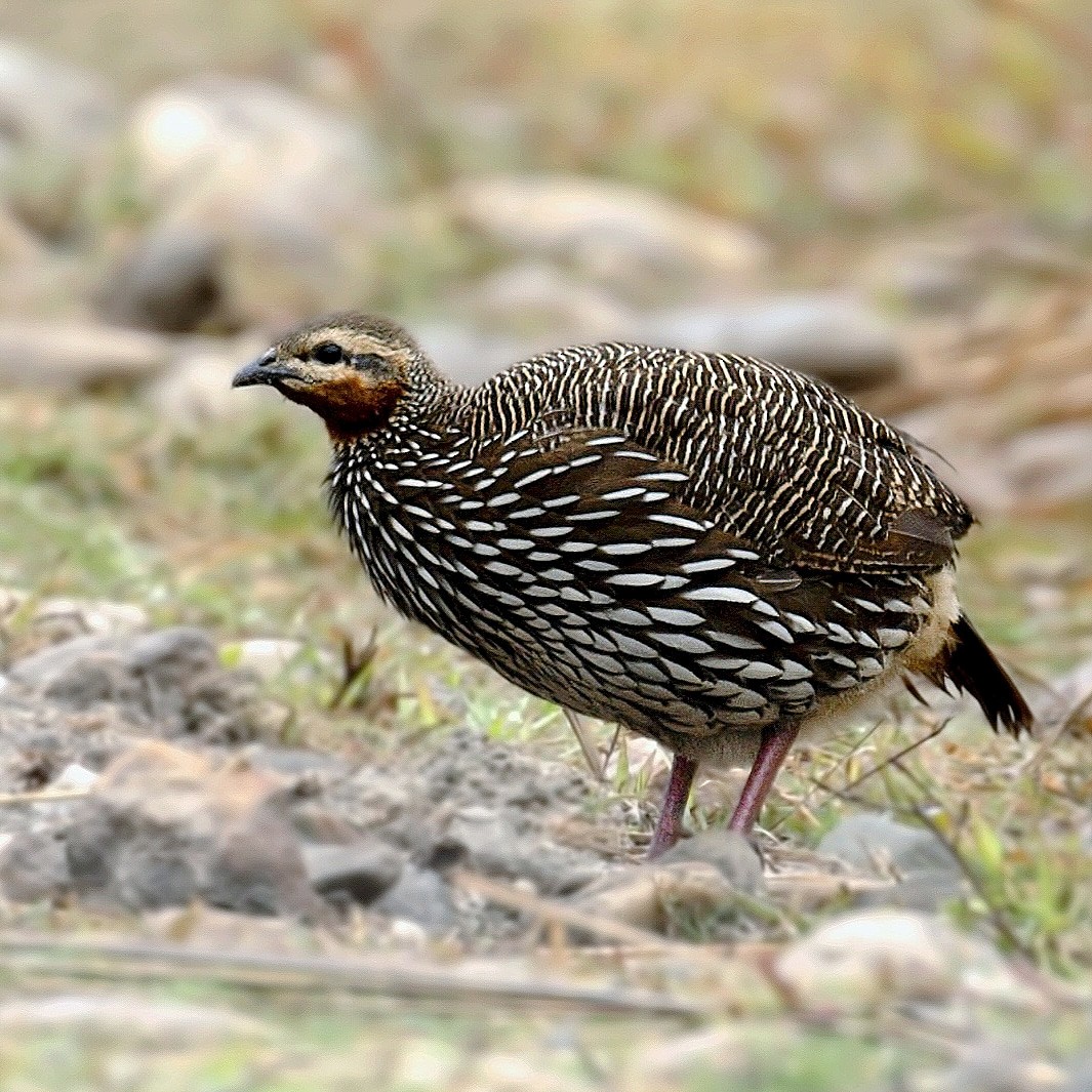 ML198139511 - Swamp Francolin - Macaulay Library