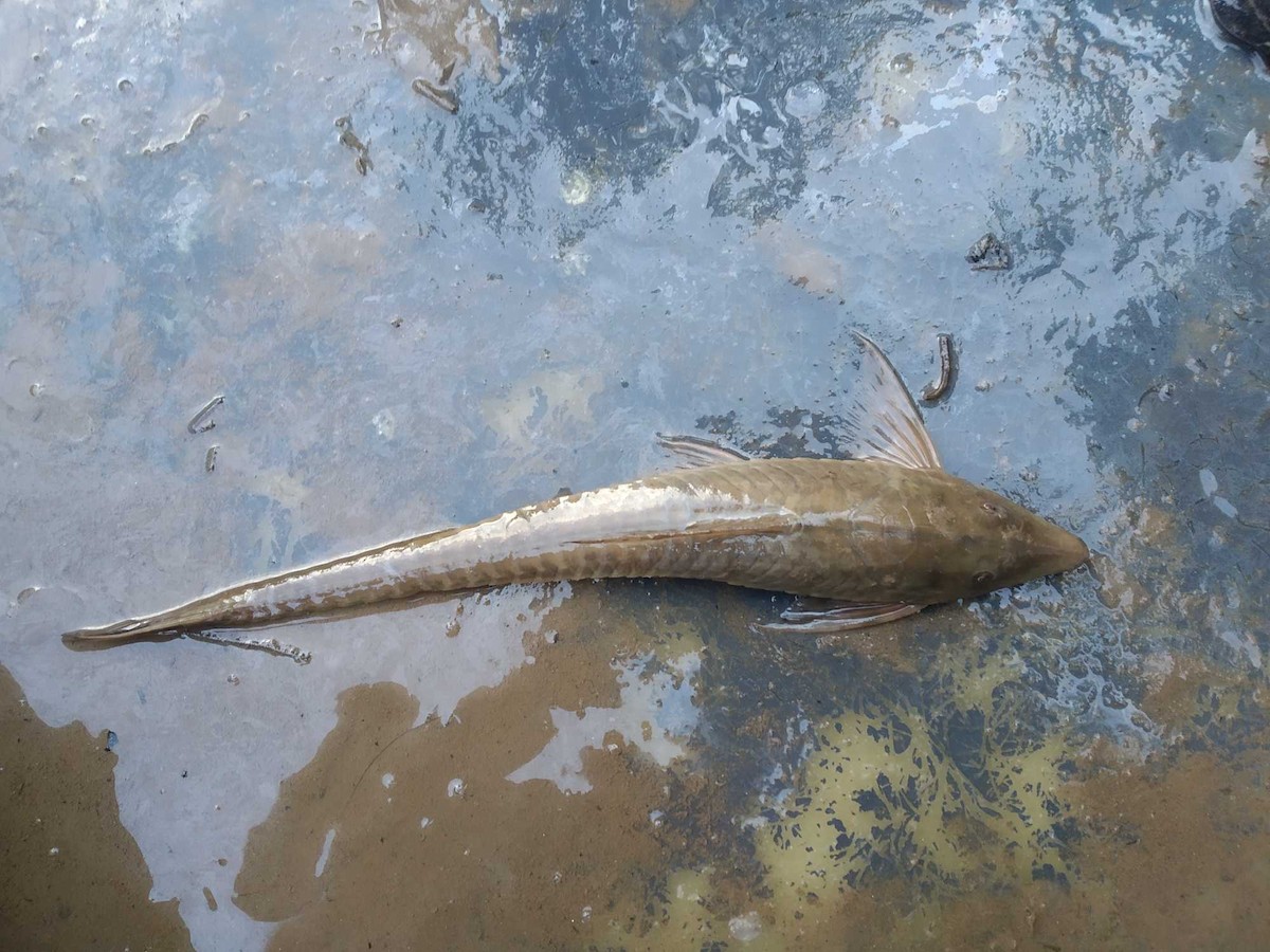 ML198714821 - Fish sp. - Macaulay Library