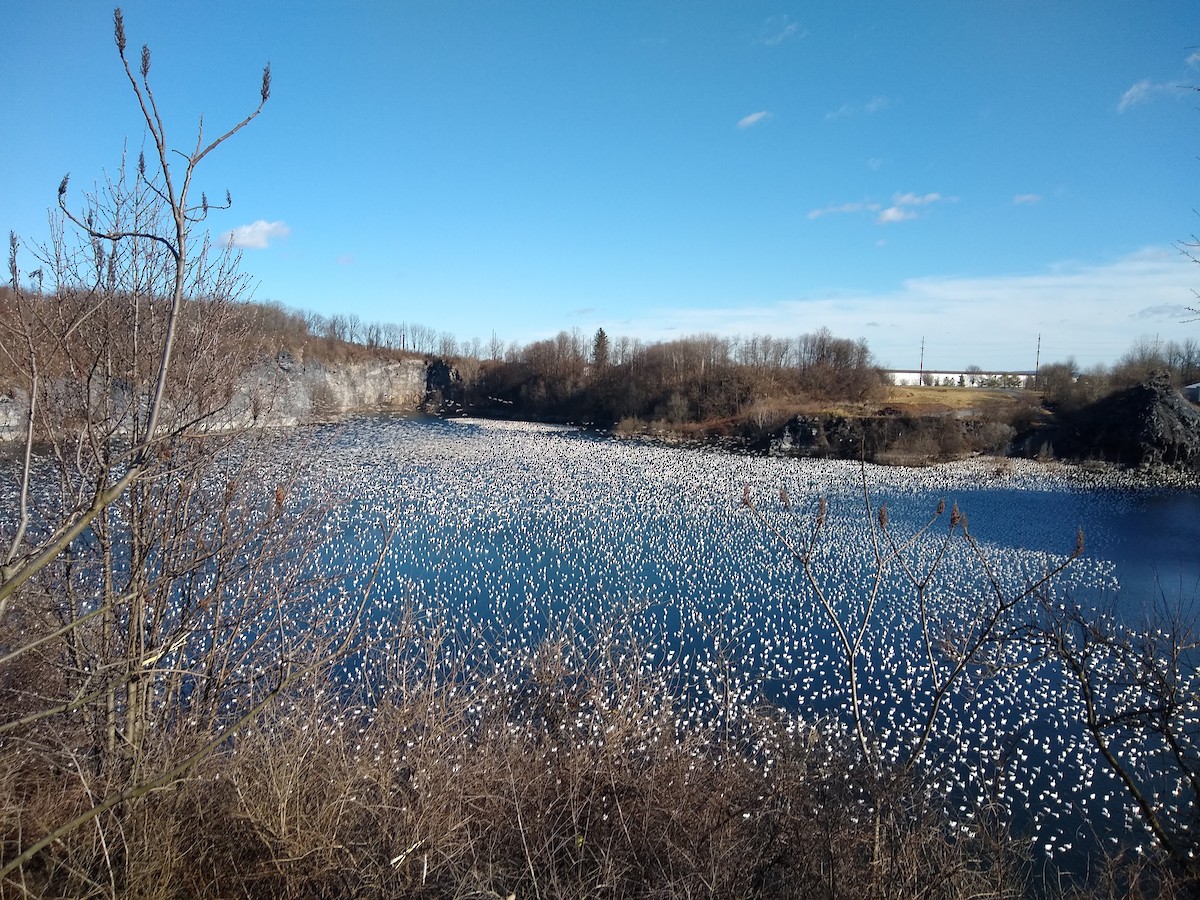 eBird Checklist - 12 Jan 2020 - Fogelsville Quarry - 12 species (+1 ...
