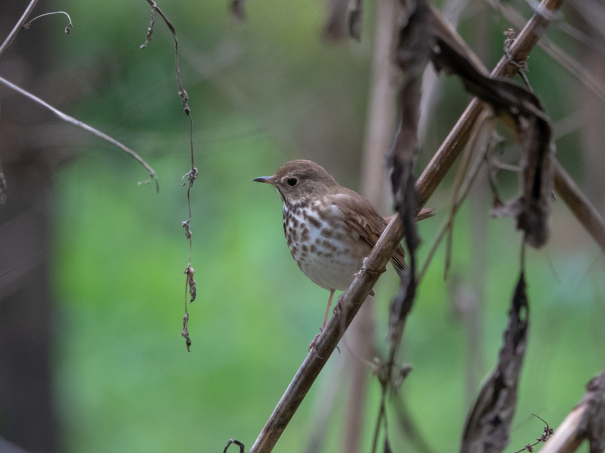 ML199122221 - Hermit Thrush - Macaulay Library