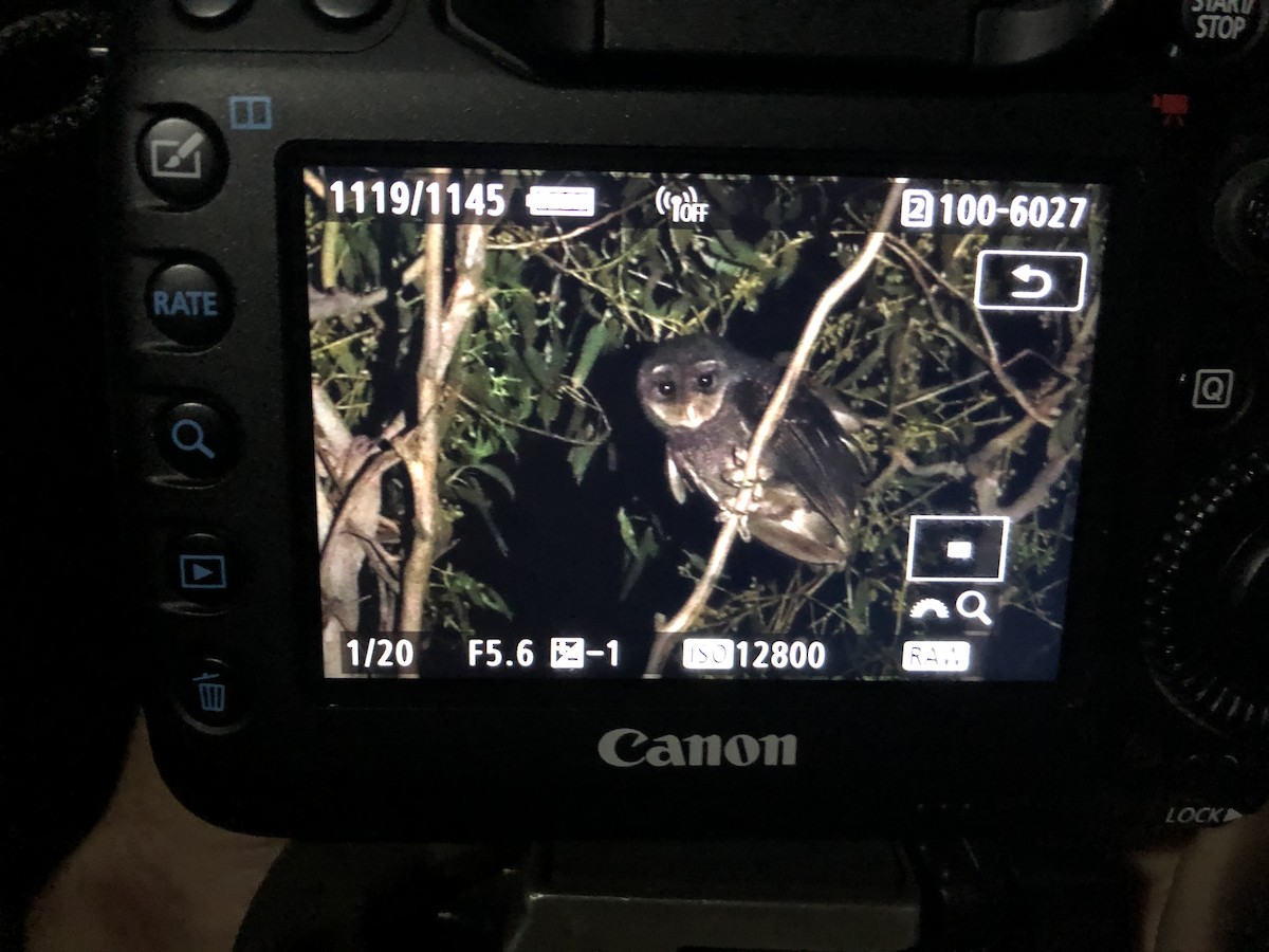 eBird Checklist - 13 Jan 2020 - Yarra Ranges National Park--Badger Weir ...