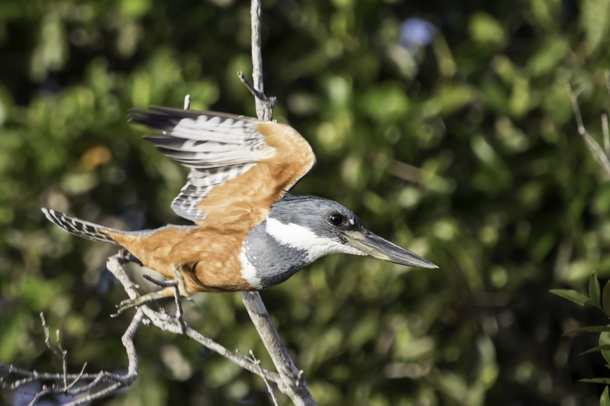 ML199642761 - Ringed Kingfisher - Macaulay Library