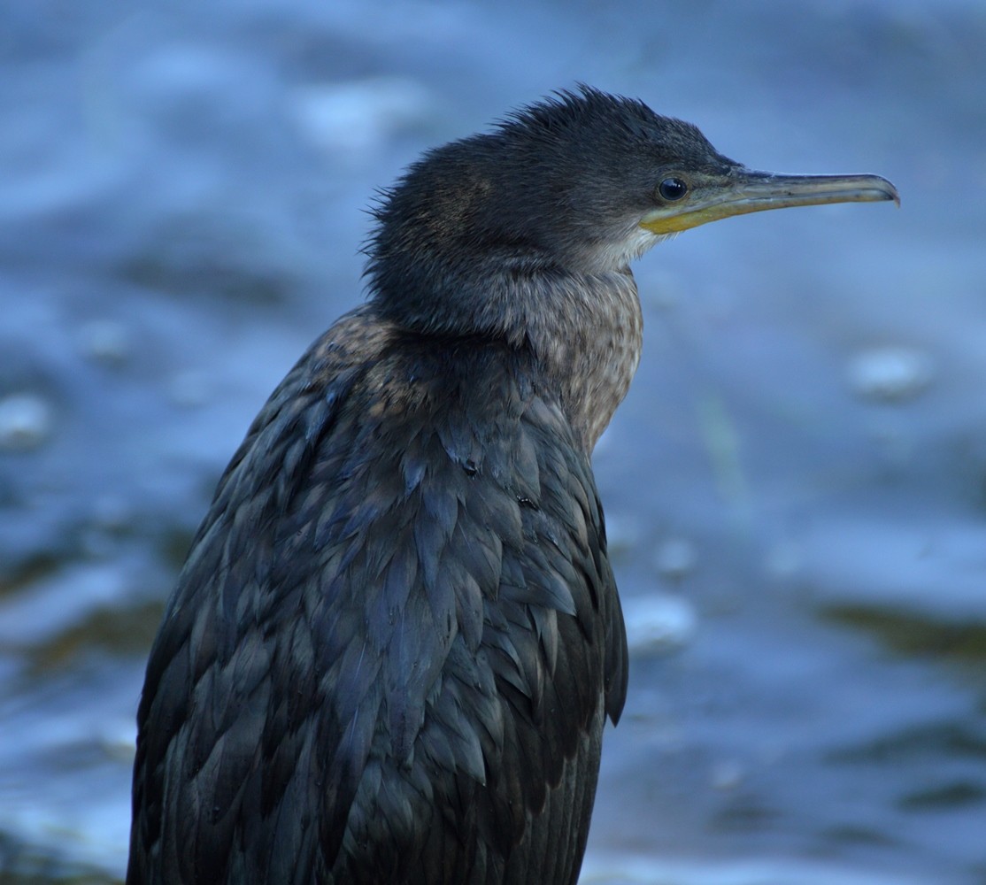 eBird Checklist - 17 Jan 2020 - Karaivetti Bird Sanctuary கரைவெட்டி ...
