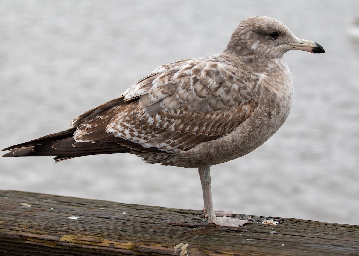 ML200127401 - California Gull - Macaulay Library