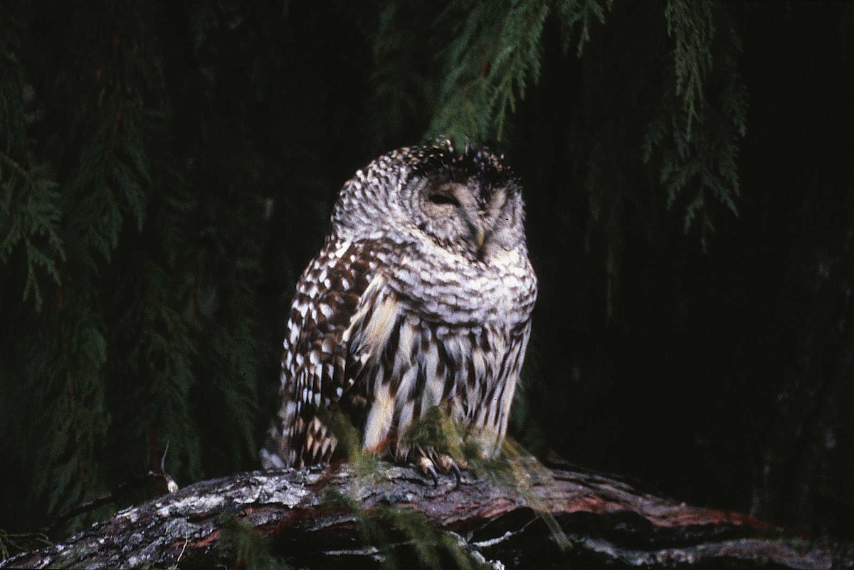 eBird Checklist - 12 Mar 1992 - Strawberry Road - 1 species