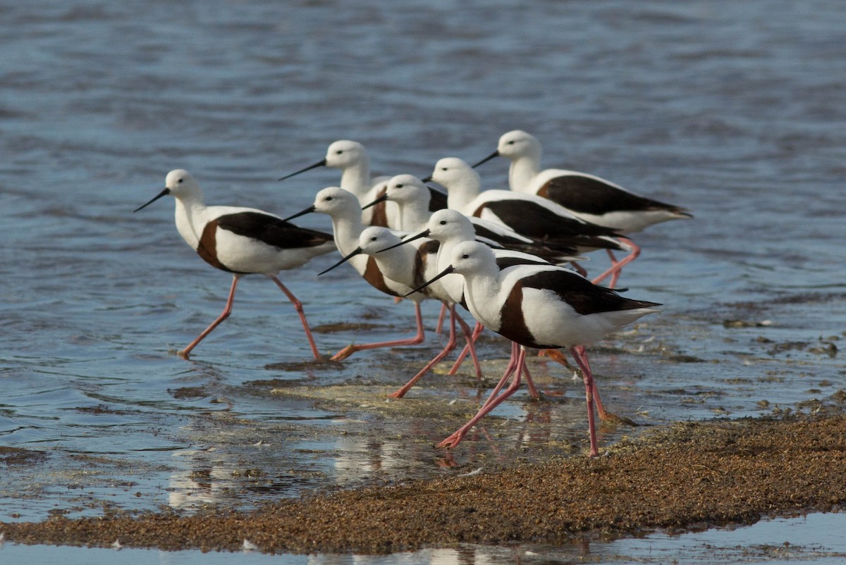 ML20070901 - Banded Stilt - Macaulay Library