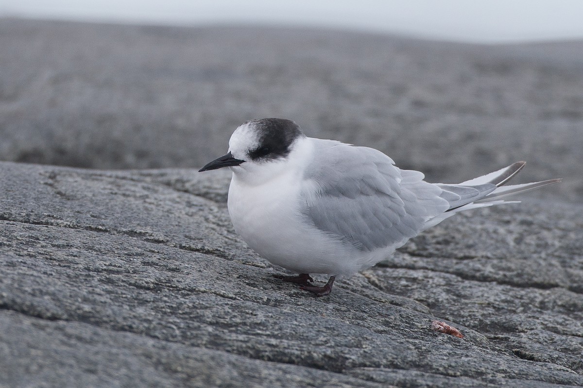 ML20072841 - Arctic/Antarctic Tern - Macaulay Library