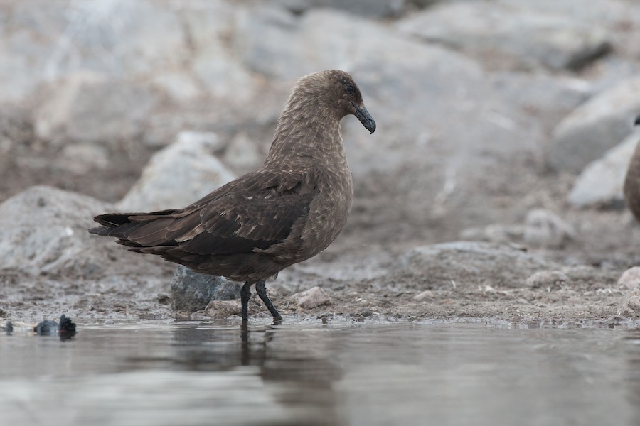 skua sp. - eBird