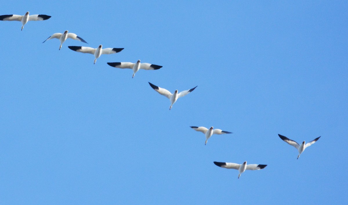 ML200765971 - Ross's Goose - Macaulay Library