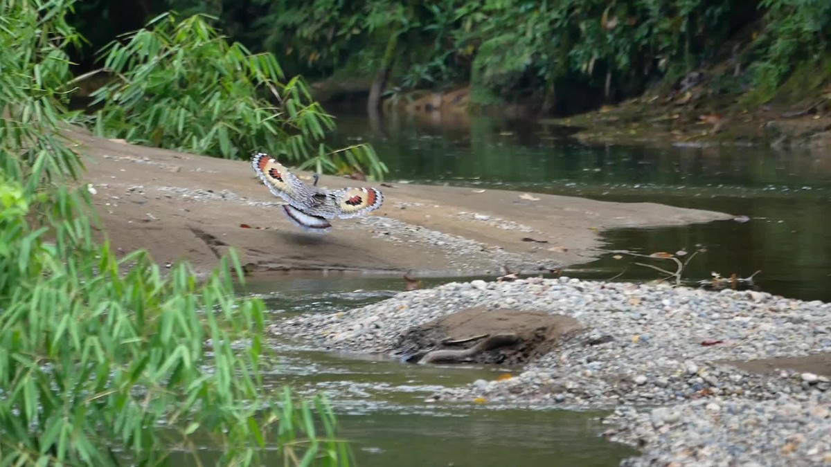 eBird Checklist - 1 Oct 2019 - NULL (-12.7442, -71.2094) - 2 species
