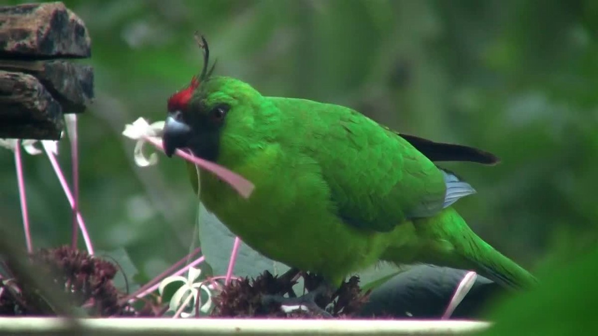 ML200961561 - Ouvea Parakeet - Macaulay Library