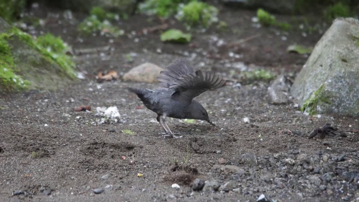 ML201115041 - American Dipper (Northern) - Macaulay Library