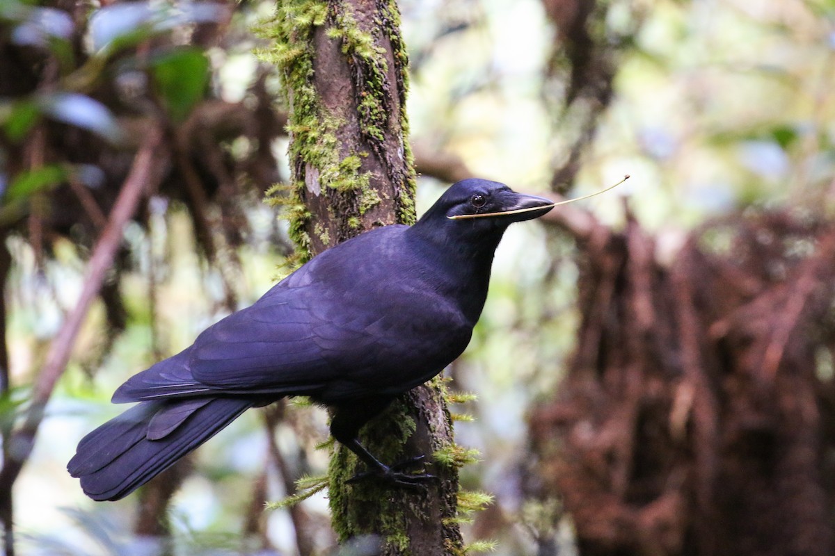 ML20134001 - New Caledonian Crow - Macaulay Library
