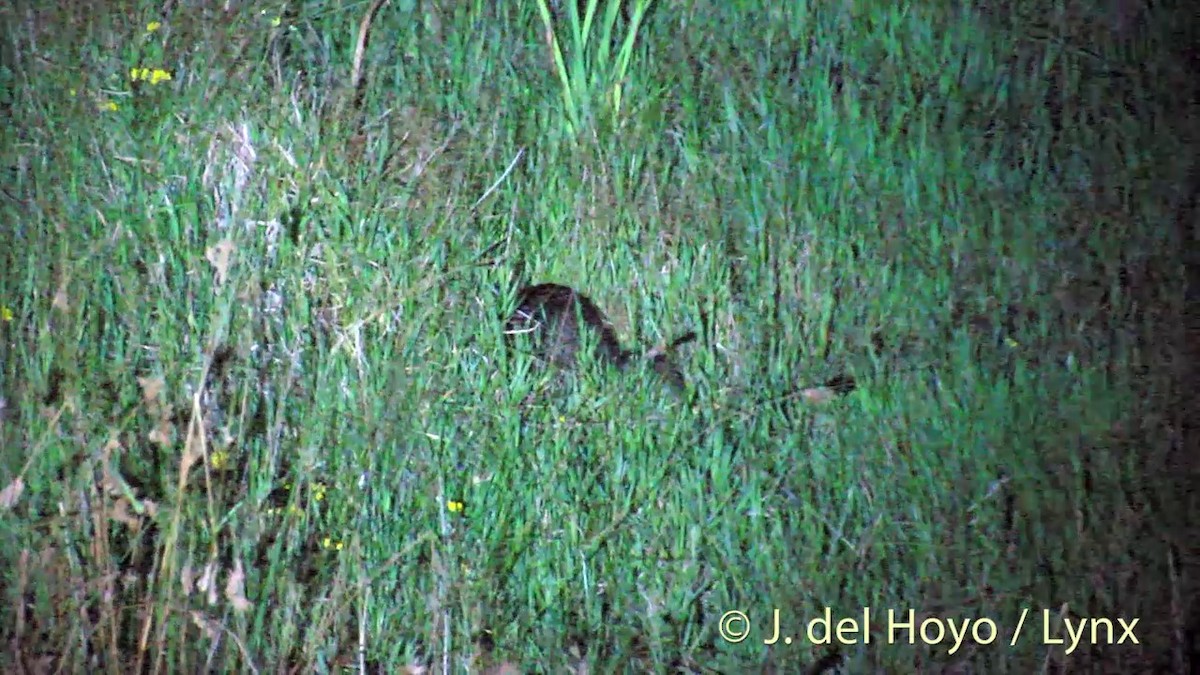 eBird Checklist - 15 Feb 2013 - Marsden Cross Track (-35.1684, 174.092 ...