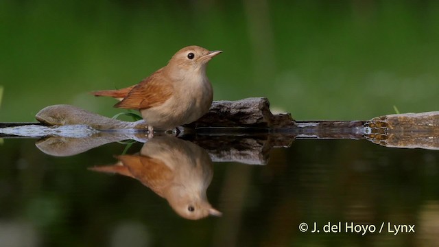 Male Nightingale