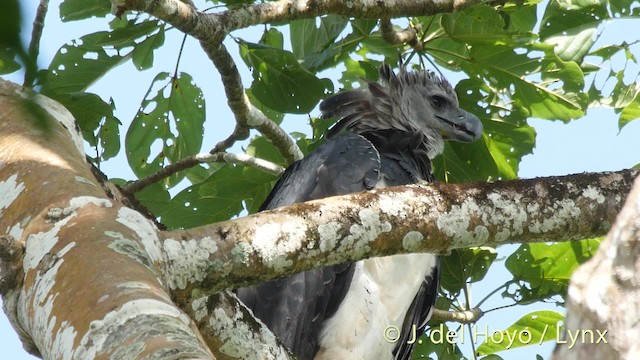 Harpy Eagle - Harpia harpyja - Media Search - Macaulay Library and eBird
