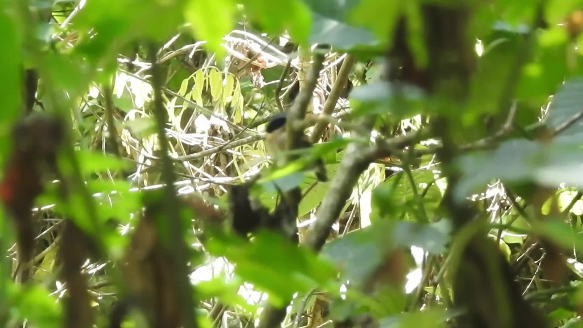 eBird Checklist - 29 Sep 2019 - Rubeho Area,Gairo district. - 2 species