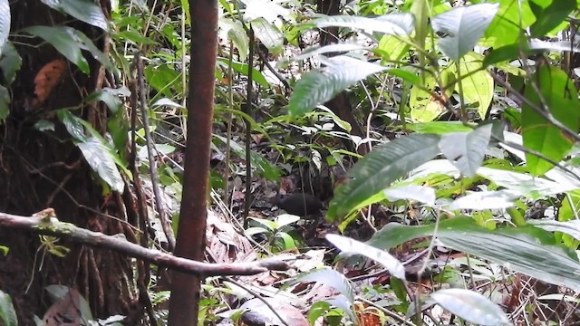 Berlepsch's Tinamou - Crypturellus berlepschi - Media Search - Macaulay ...