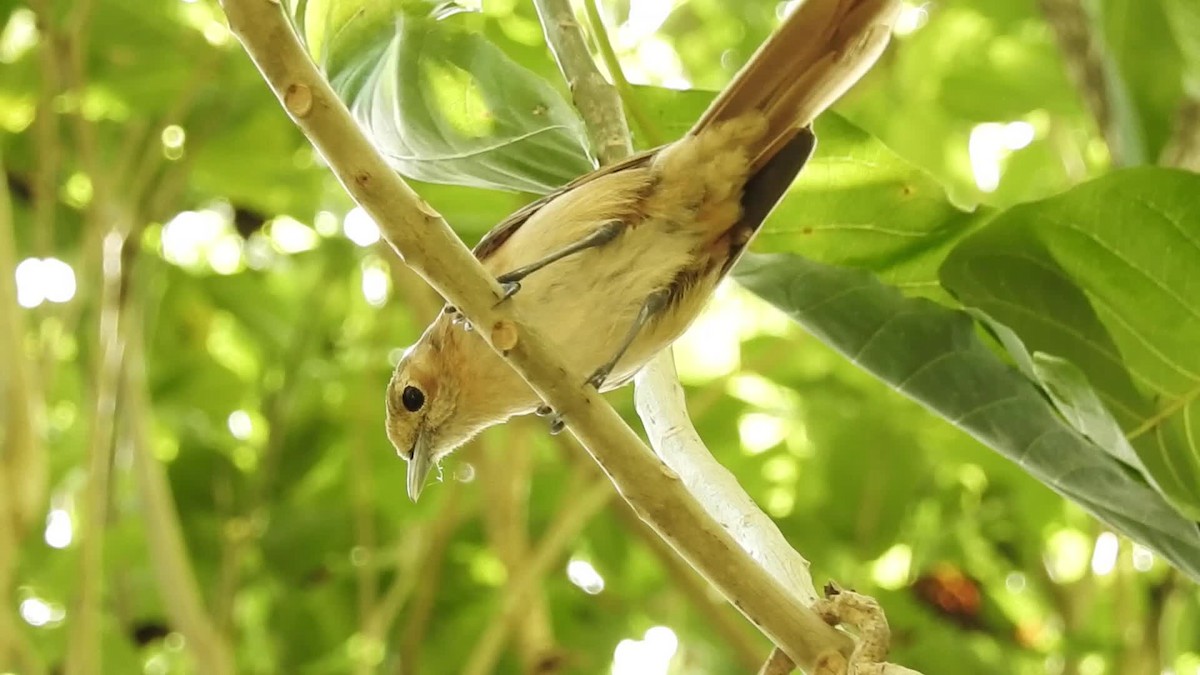 ML201639561 - Marquesan Monarch - Macaulay Library