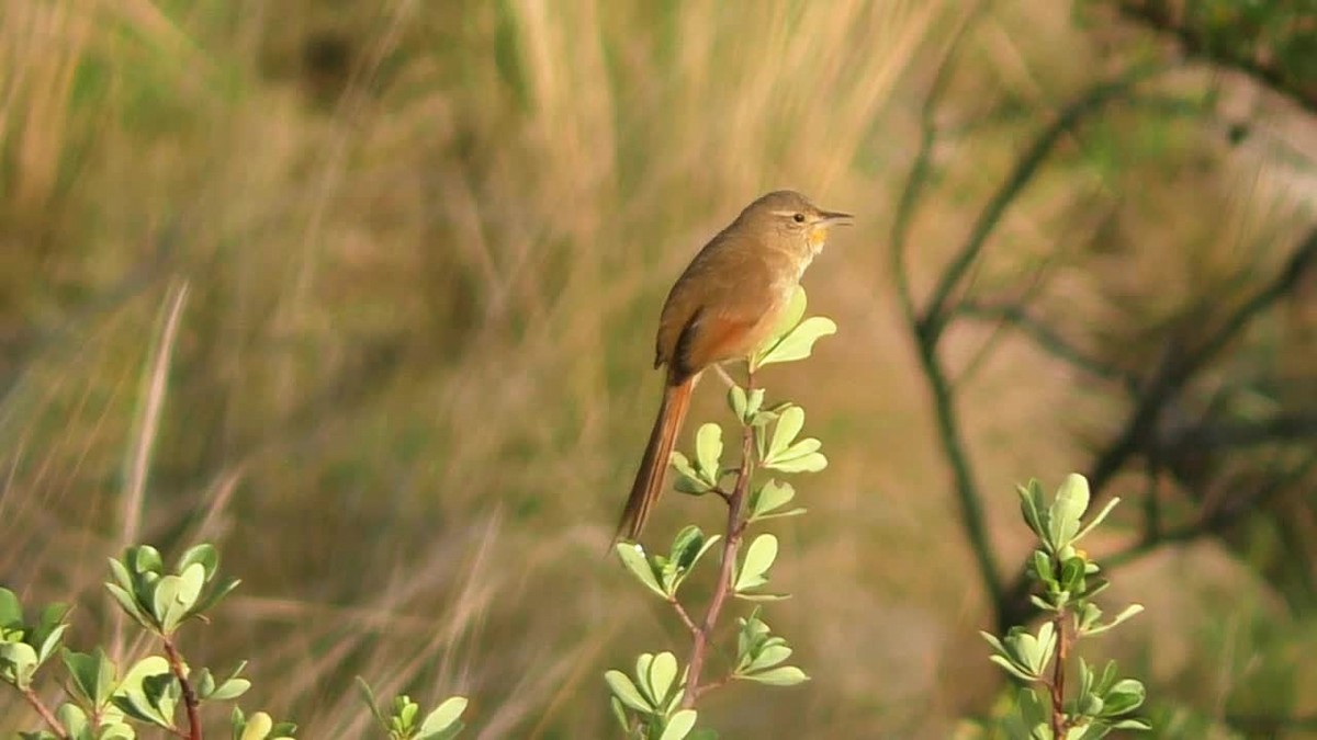 eBird Checklist - 26 Nov 2016 - Cordillera de Sama (-21.4607, -64.8675 ...