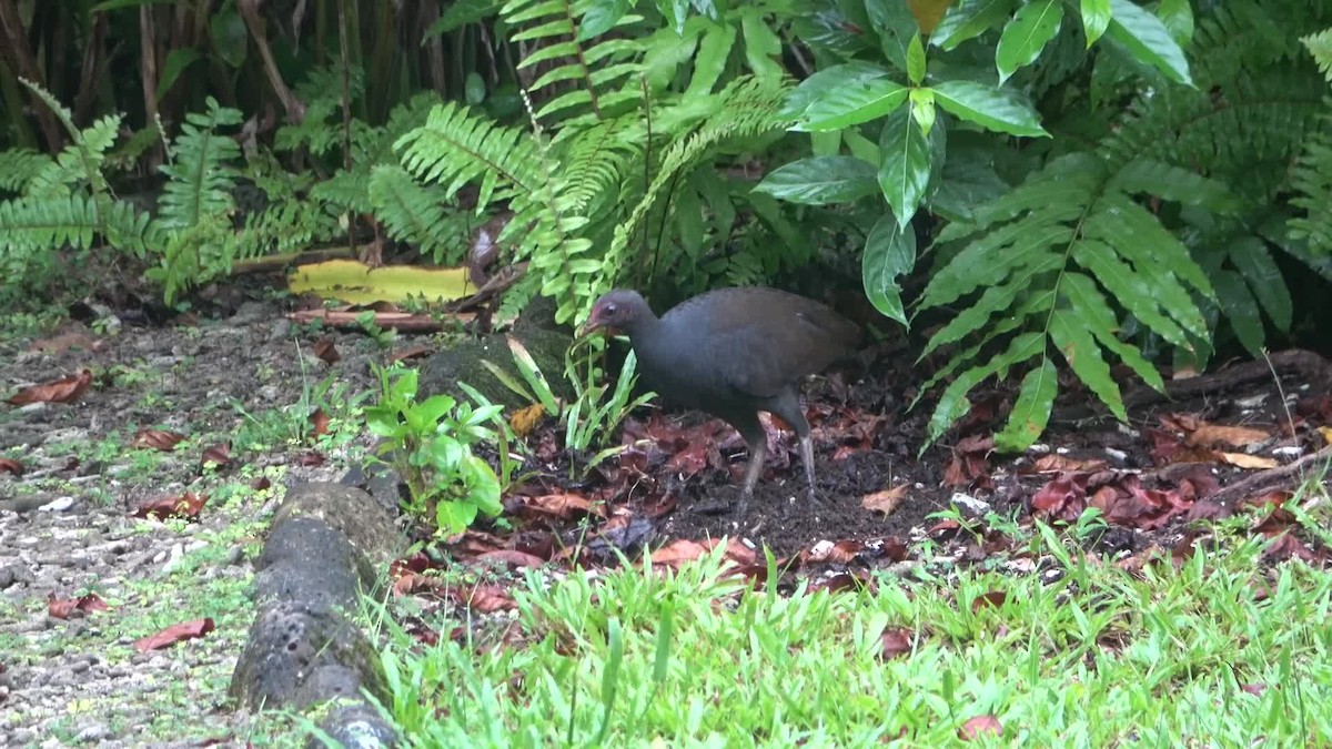 ML201769291 - Melanesian Megapode - Macaulay Library