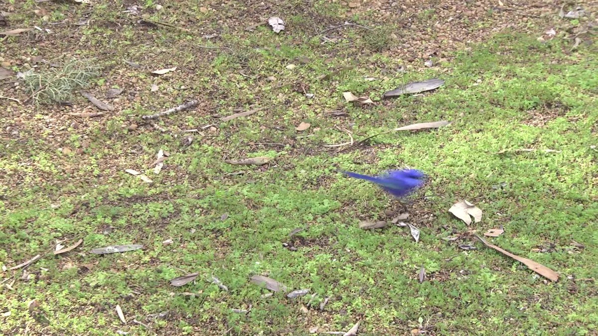 ML201873241 - Splendid Fairywren - Macaulay Library