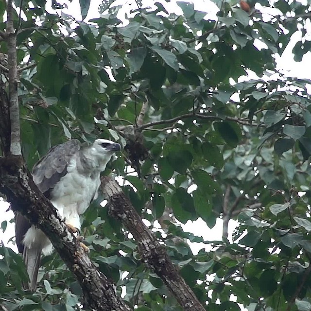 Harpy Eagle - Harpia harpyja - Media Search - Macaulay Library and eBird