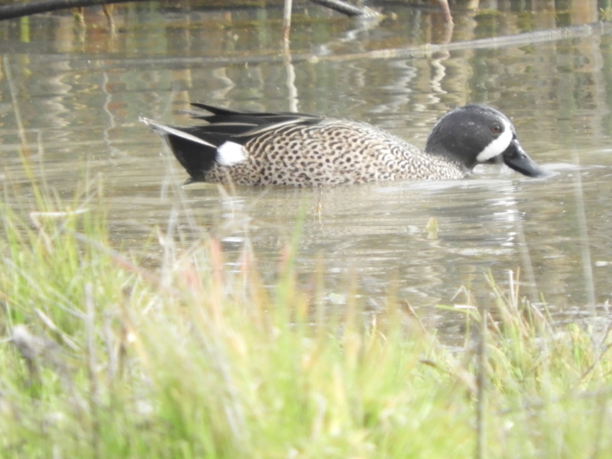 eBird Checklist - 21 Jan 2020 - Merced NWR (Please use a more specific ...