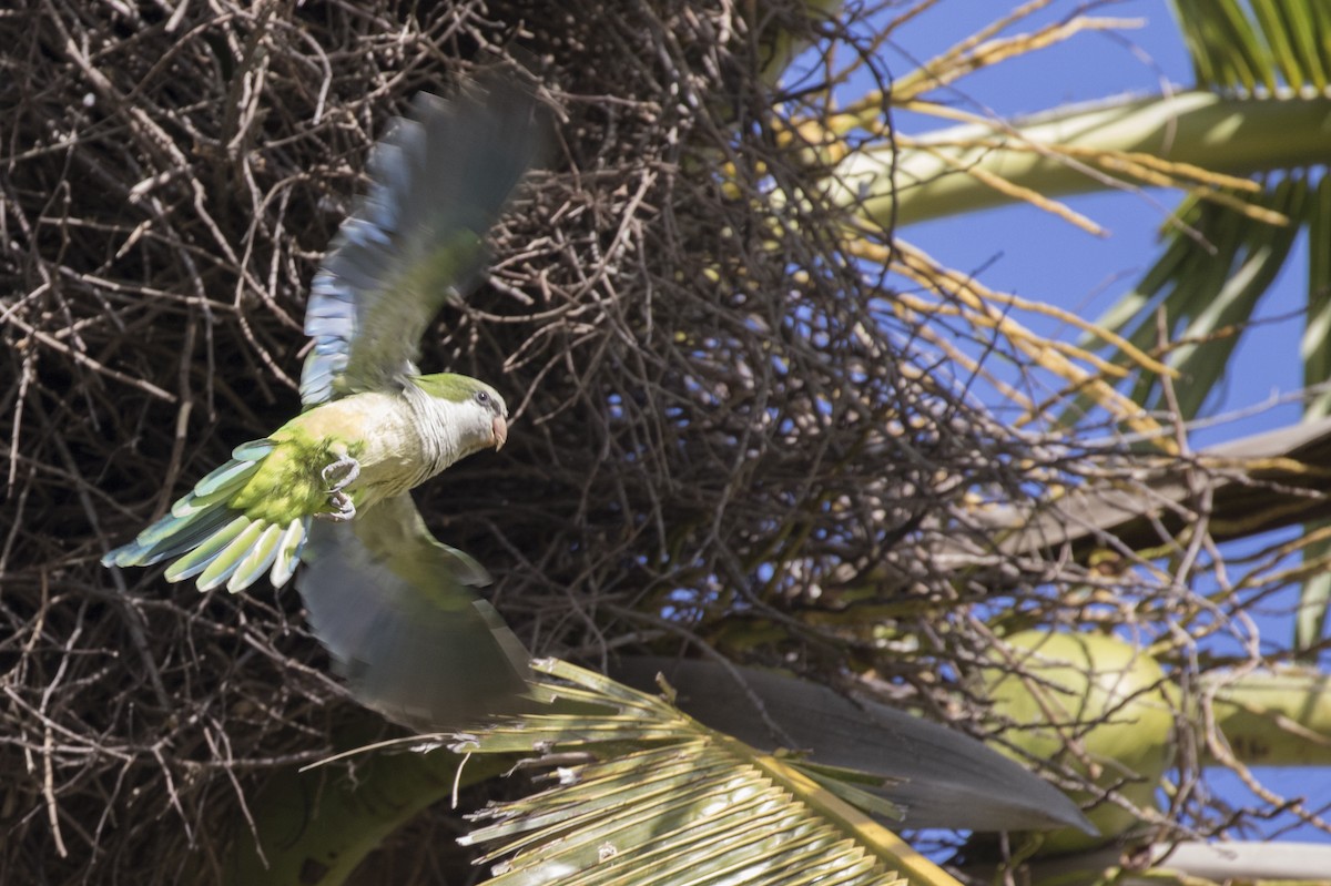 ML202167431 - Monk Parakeet - Macaulay Library