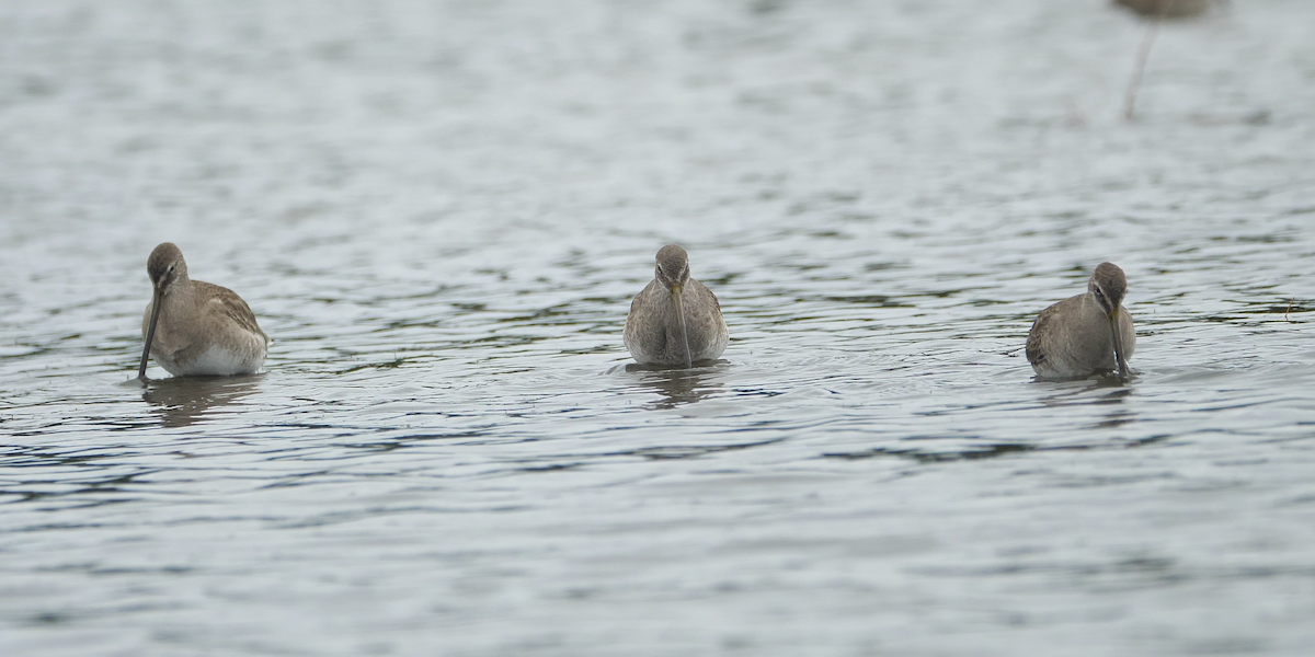 ML202297531 - Long-billed Dowitcher - Macaulay Library