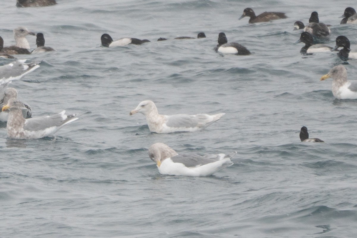ML202323641 - Glaucous x Glaucous-winged Gull (hybrid) - Macaulay Library