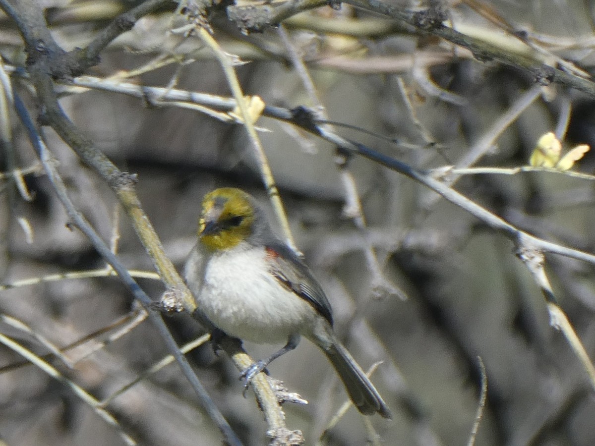 eBird Checklist - 23 Jan 2020 - Tanque Verde Wash--Tanque Verde Loop Rd ...