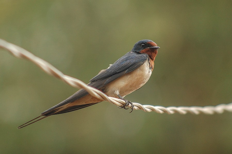 Golondrina común (gutturalis/mandschurica) - eBird